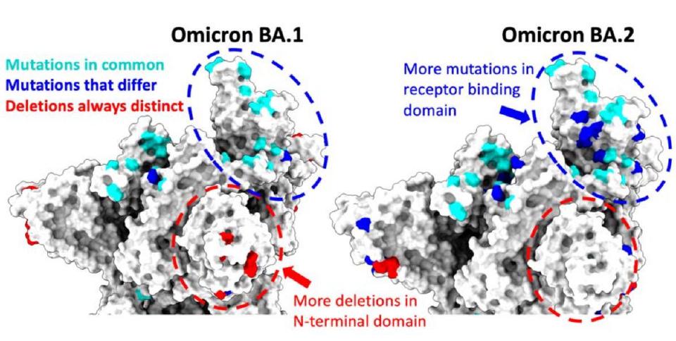 Differences Between Omicron Variants BA.1 and BA.2 | News
